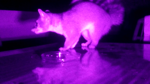 I made an infrared trail cam with a Raspberry Pi so I can see what’s ...